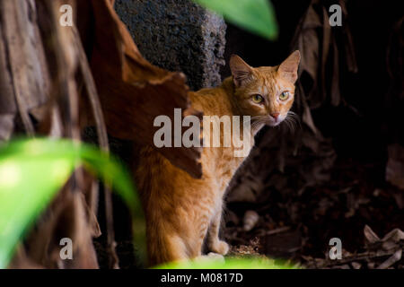 cute indian cat Stock Photo: 33210664 - Alamy