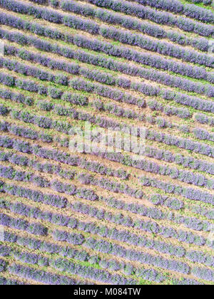 Overhead aerial view of Lavender Fields in the countryside, summer ...