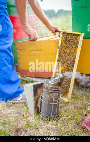 Beekeeper is using smoking pot to relax bees until he is taking out the ...