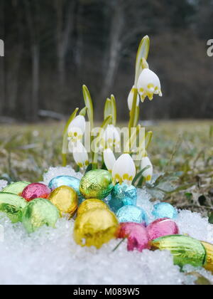 some snowdrops chocolate eggs snow Stock Photo - Alamy