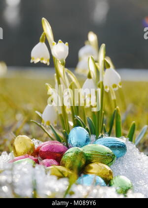 some snowdrops chocolate eggs snow Stock Photo - Alamy