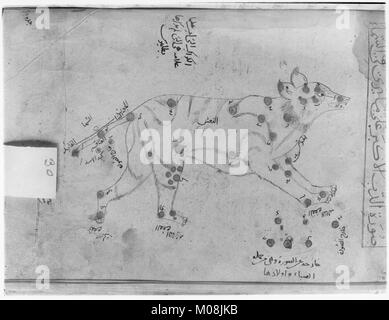 This manuscript by al-Sufi illustrates constellations and fixed stars ...