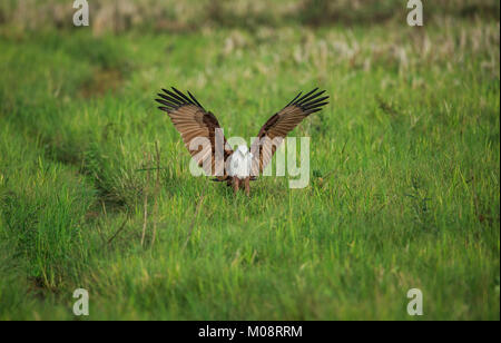 Sea Eagle on a paddy field with wings open Stock Photo - Alamy