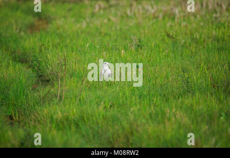Sea Eagle on a paddy field with wings open Stock Photo - Alamy