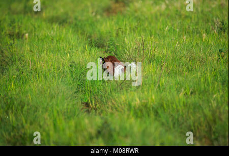 Sea Eagle on a paddy field with wings open Stock Photo - Alamy