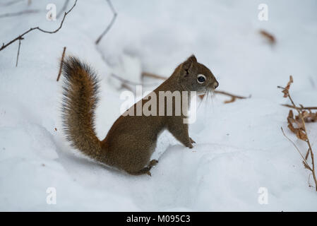 American Red Squirrel in snow, (Tamiasciurus hudsonicus), Manitoba ...