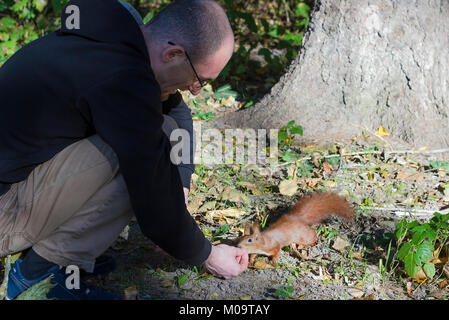 Hands of man feeding nuts to squirrel Stock Photo - Alamy