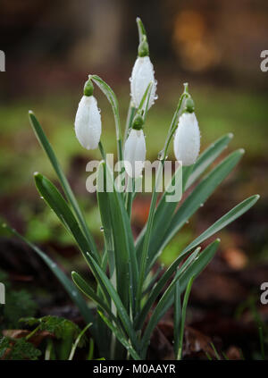 Early spring snowdrops at Hanwell Castle Stock Photo - Alamy