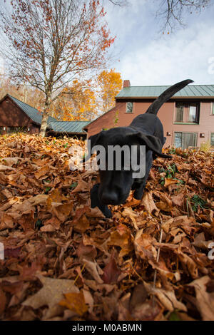Rowdy black lab puppy dog plays in the Fall leaves Stock Photo - Alamy