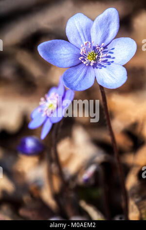 Blossoming hepatica flower in early spring in forest. Beauty in nature ...