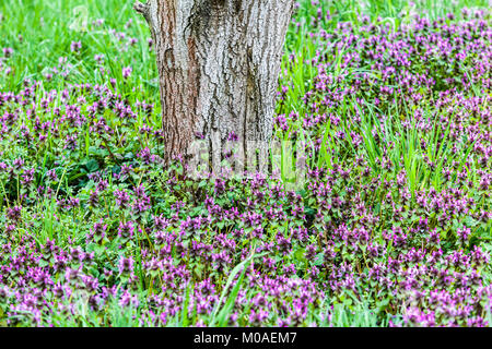 Lamium blooming in spring Stock Photo - Alamy