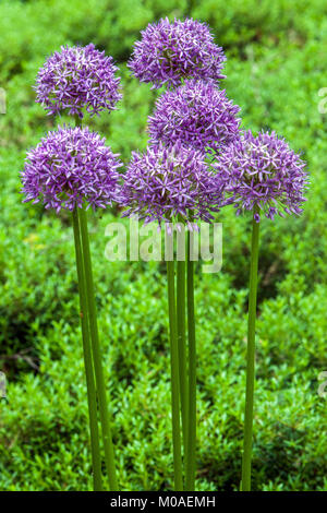 Allium 'Gladiator' flowers Stock Photo - Alamy