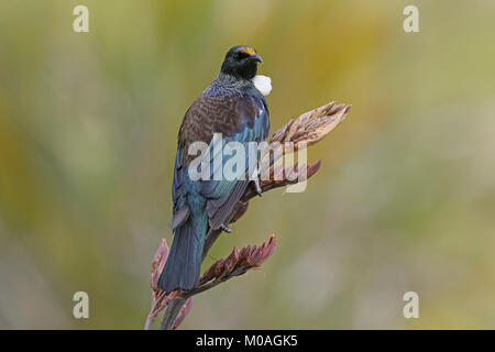 A tui (Parson bird, Prosthemadera novaeseelandiae) - a native New ...