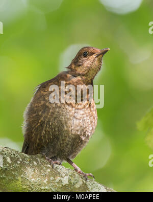 Song Thrush Fledgling Stock Photo - Alamy