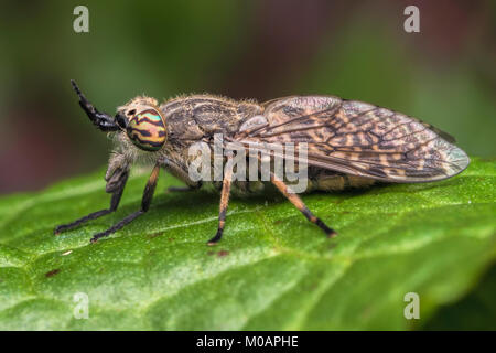 Notch horned cleg Haematopota pluvialis Tabanidae a horse fly biting a ...