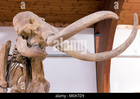Excavated Columbian mammoth skull with bones in situ at The Mammoth ...