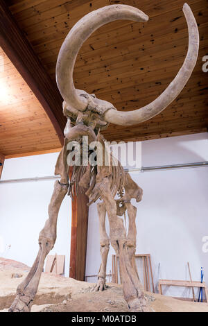 Excavated Columbian mammoth skull with bones in situ at The Mammoth ...