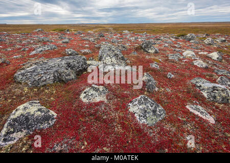 Alpine vegetation, Tundra, Nunavik region, northern Quebec near Ungava ...