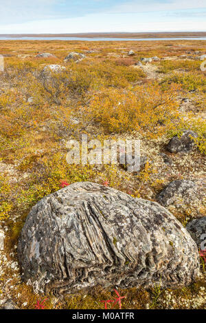 Alpine vegetation, Tundra, Nunavik region, northern Quebec near Ungava ...