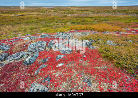 Bearberry,Tundra, Nunavik region, northern Quebec near Ungava Bay ...