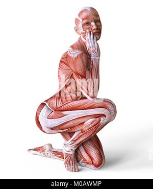 Female body without skin, anatomy and muscles isolated on white Stock ...