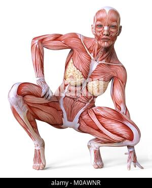 Female body without skin, anatomy and muscles isolated on white Stock ...