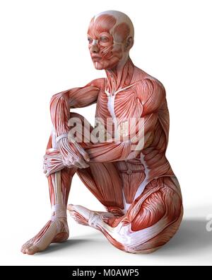 Female body without skin, anatomy and muscles isolated on white Stock ...