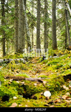 inside pine tree forest - coniferous trees Stock Photo - Alamy