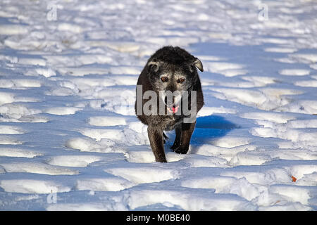 A derpy senior dog running and enjoying the snow Stock Photo - Alamy