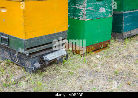 Hive is placed on a weighing scale to estimating bee's efficiency in ...