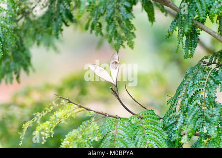 Close up of a acacia tree string bean in nature Stock Photo - Alamy