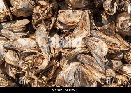 Close up on a dried cod fish head showing the mouth and teeth - Europe ...