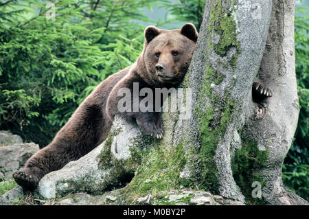 European Brown Bear / Europaeischer Braunbaer ( Ursus arctos ) in ...