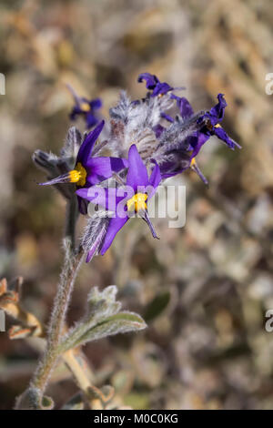 Halgania Shrub (Halgania solanacea Stock Photo - Alamy