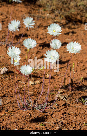 Splendid Everlasting Flower (Rhodanthe chlorcephala Stock Photo - Alamy
