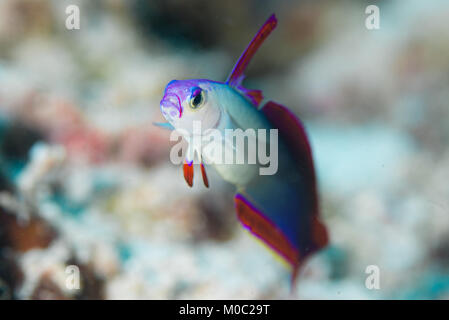 Purple Fire Goby, Nemateleotris decora, Indian Ocean, Maldives Stock ...