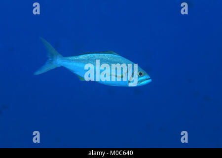 The small toothed jobfish, Aphareus furca, is also known as a forktail ...