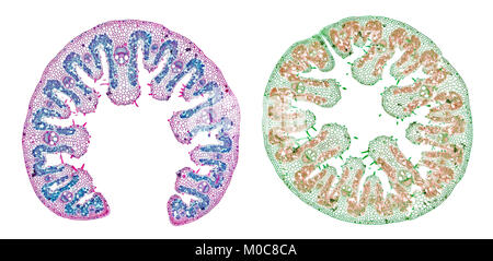 Marram grass TS brightfield photomicrograph showing internal structure ...