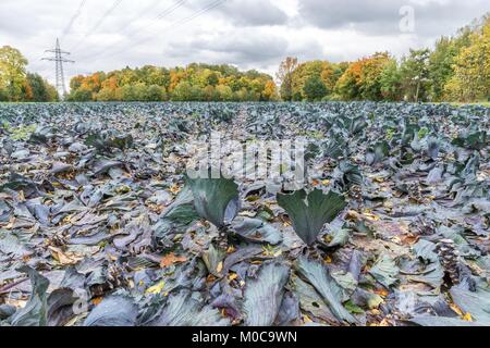 Gathered red cabbage on a field, Bavaria, Germany Stock Photo - Alamy