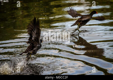 Moorhen at Ditchling Pond Stock Photo - Alamy