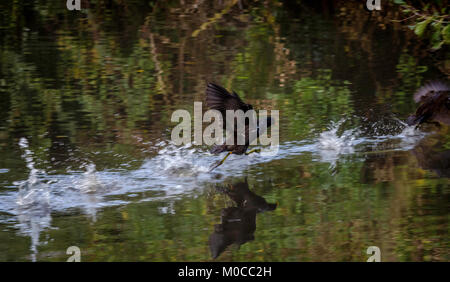Moorhen at Ditchling Pond Stock Photo - Alamy