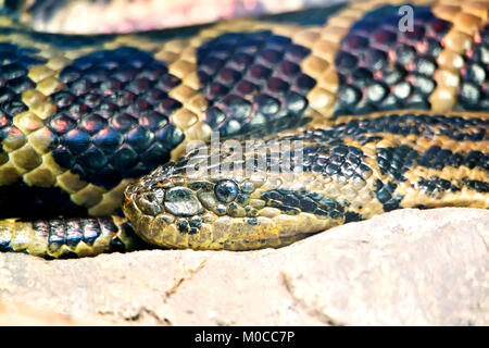 A yellow anaconda or Paraguayan anaconda, Eunectes notaeus, in the ...
