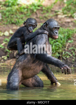 Bonobo standing on her legs with a cub on a back and hand up. The ...