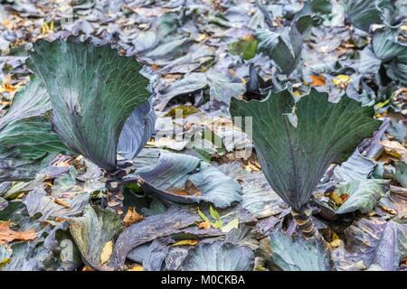 Gathered red cabbage on a field, Bavaria, Germany Stock Photo - Alamy
