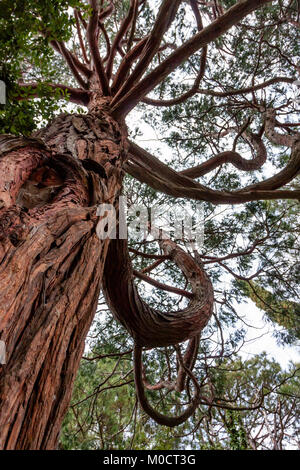 Tree deformed by wind, Patagonia, Argentina Stock Photo - Alamy