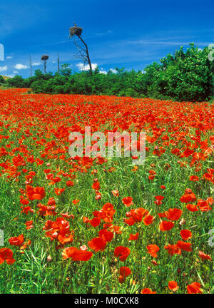 Poppy fields in Fuentes Carrionas Natural Park, Palencia, Castilla y ...