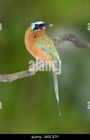 Trinidad Motmot (Momotus bahamensis Stock Photo - Alamy