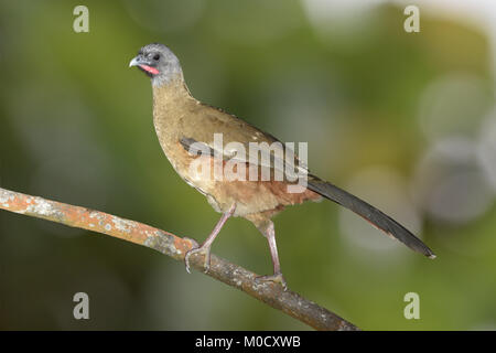 Rufous vented Chachalaca Ortalis ruficauda Stock Photo - Alamy