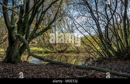 Ditchling Common in the autumn Stock Photo - Alamy