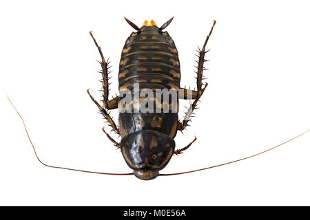 Closeup Harlequin cockroach on white background Stock Photo - Alamy